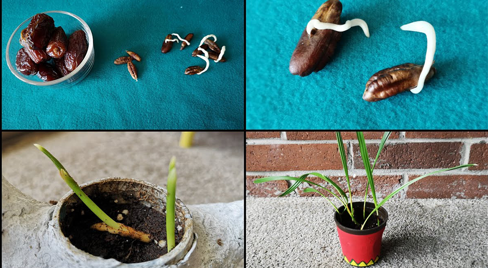 How to Grow Date Palm Tree From Seed at Home – WAWstock
