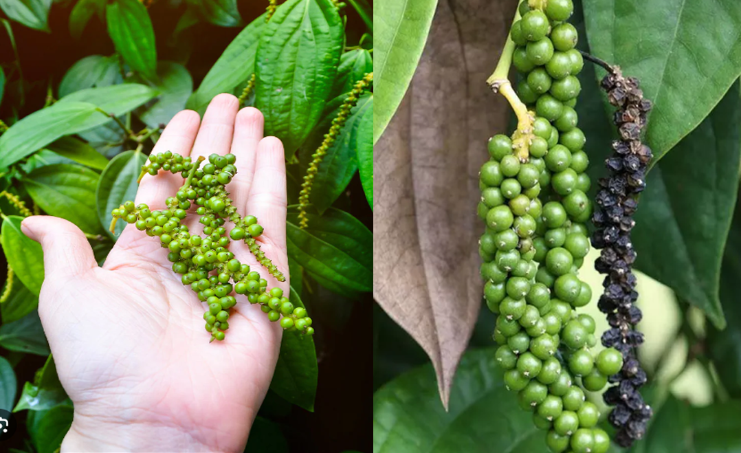 How to Grow and Care for the Best Potted Black Pepper – WAWstock