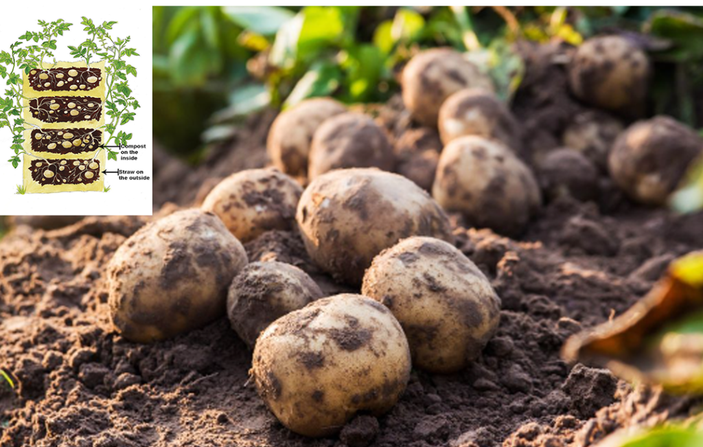 How to Build Your Own Potato Tower: A Step-by-Step Guide to Efficient ...