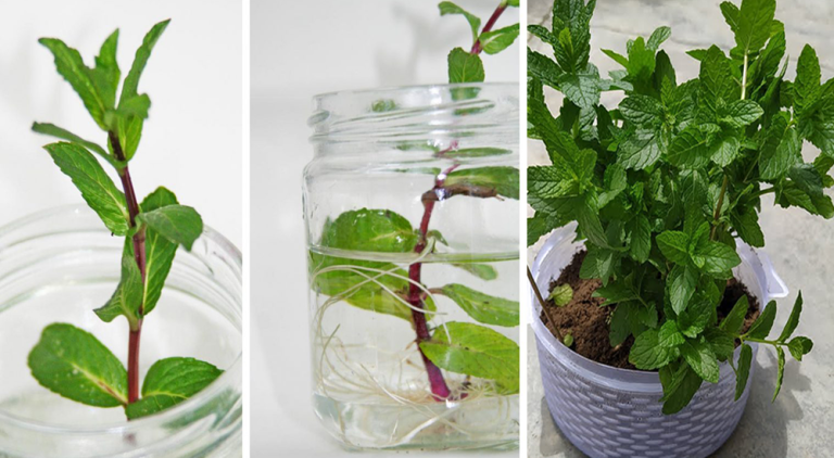 How to Grow Mint From Cuttings in Water – Step By Step Guide – WAWstock
