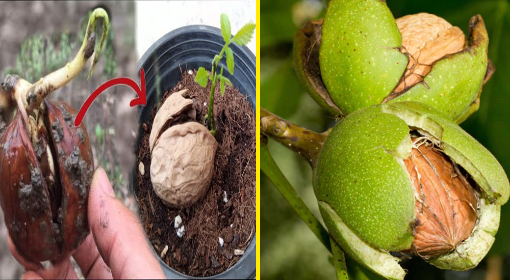 How to Grow Walnut Tree from Seed at home.Anyone can do it. – WAWstock