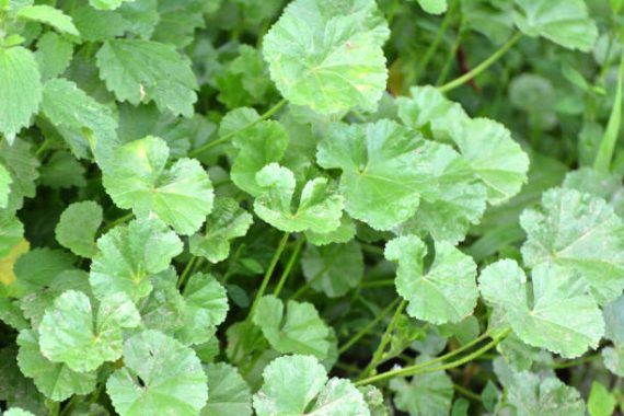 Exploring the Health Benefits of Common Mallow: A Nutritional ...