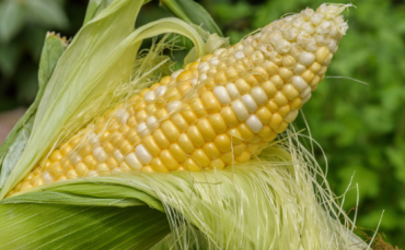 7 Benefits of Corn Silk and How to Use It – WAWstock