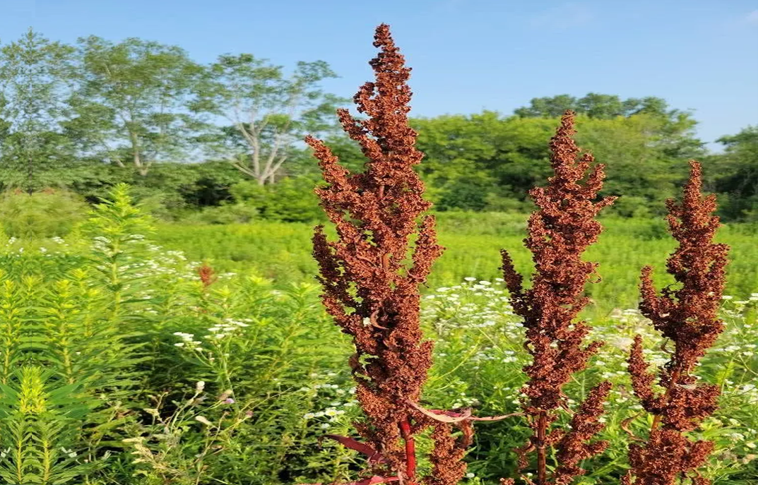 Docks (Rumex): Benefits and Uses of a Versatile Plant – WAWstock