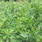 Mugwort Plant: Benefits, Properties, and Uses – WAWstock