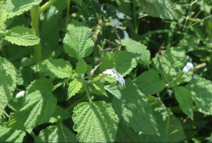 Heliotropium indicum: Uses and Benefits of the Medicinal Plant – WAWstock