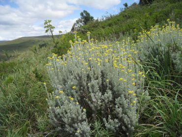 Impepho: The Sacred Plant of Healing and Spiritual Connection – WAWstock