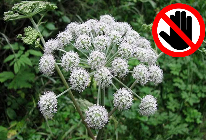 Cicuta maculata: Symptoms, Treatment, and Prevention – WAWstock