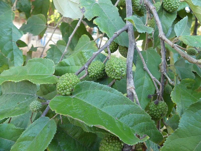 Guazuma ulmifolia: Health Benefits and Uses – WAWstock