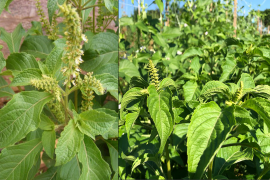 5 Scent leaf benefits and uses – WAWstock