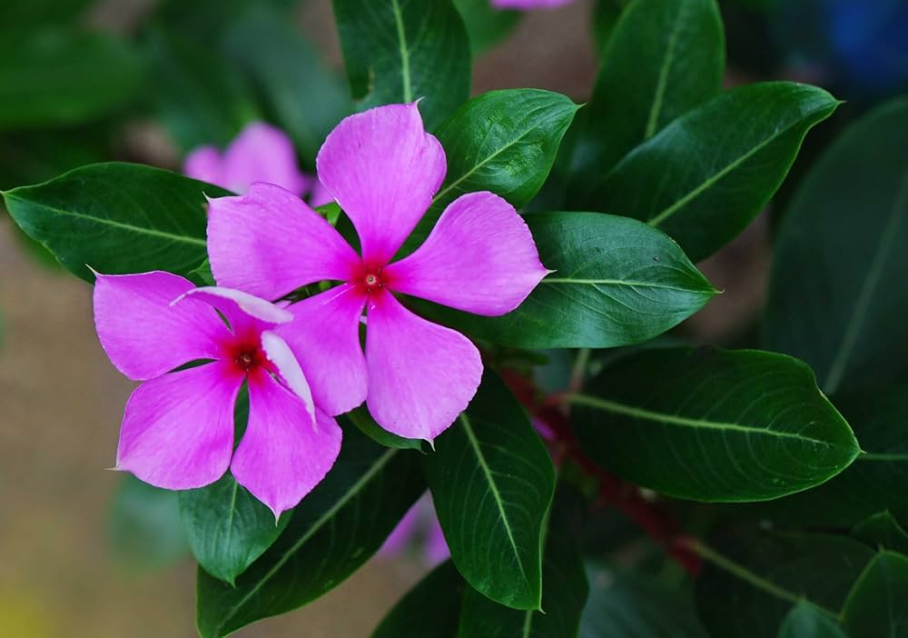 Periwinkle: Powerful Benefits and Uses of This Medicinal Plant – WAWstock