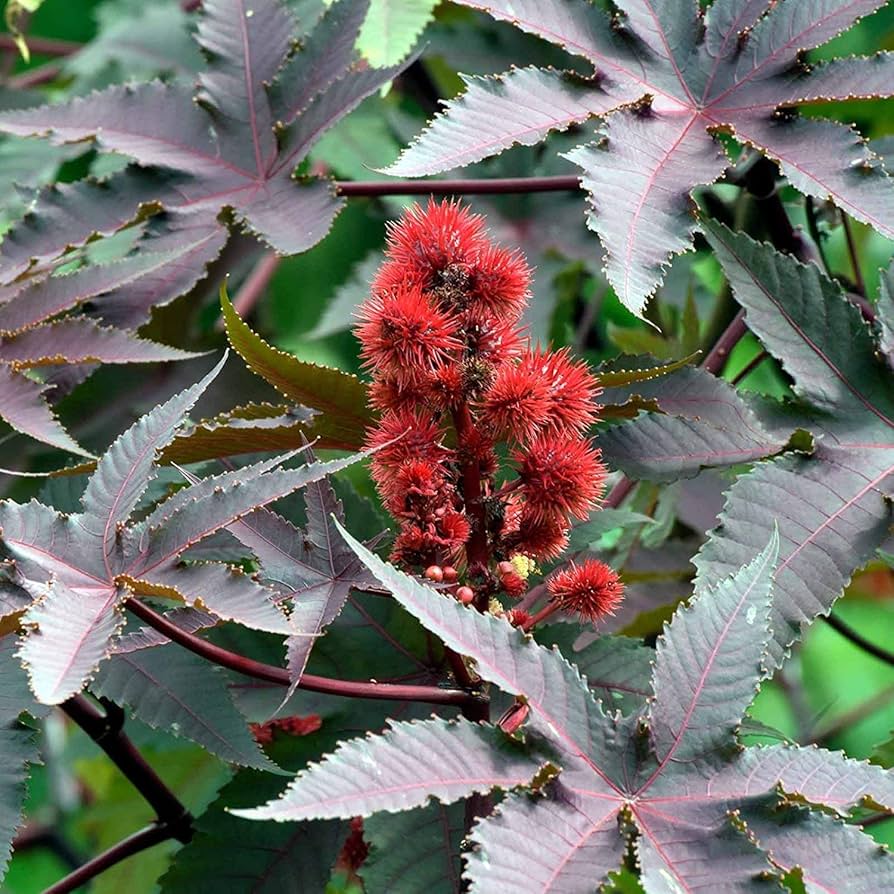 Castor Bean Plant (Ricinus communis): Uses and Interesting Facts – WAWstock