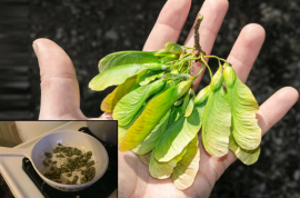 Maple Tree Seeds: Benefits and Uses – WAWstock