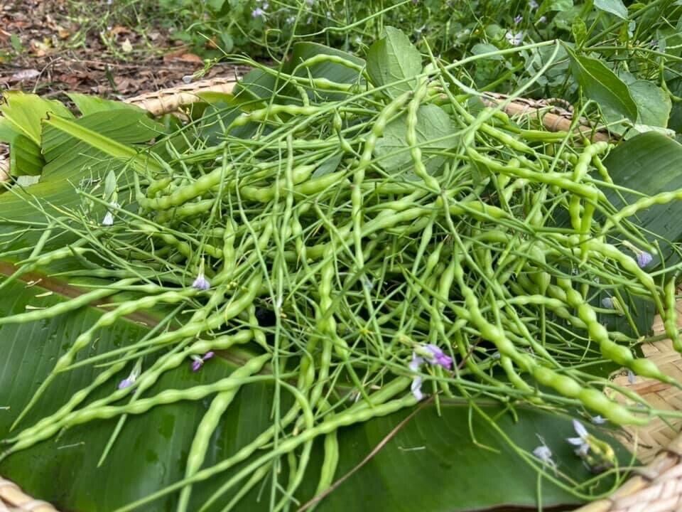 7 Surprising Reasons to Let Your Radishes Go to Seed and Enjoy Radish ...