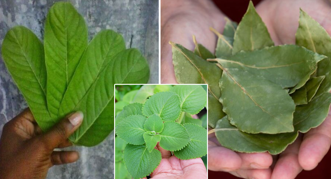 Guava, Oregano, and Bay Leaves: The Healing Leaves used in traditional medicine for centuries ...