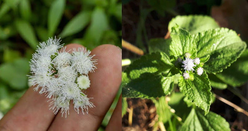 7 Benefits and Uses of Ageratum conyzoides – WAWstock