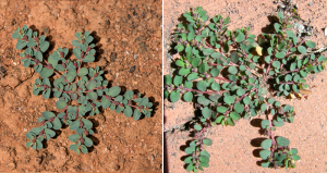 The Hidden Power of Euphorbia prostrata: Benefits, Uses, and Healing ...