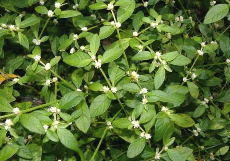 Sessile Joyweed (Alternanthera sessilis): 6 Incredible Health Benefits ...