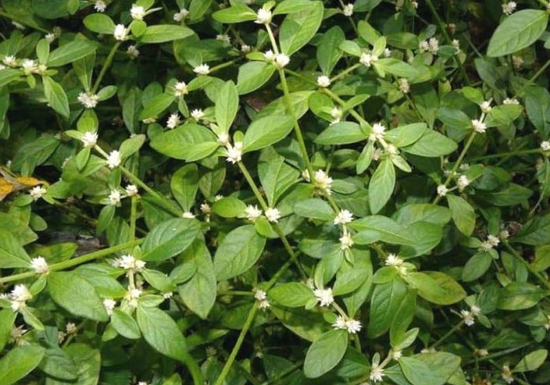 Sessile Joyweed (Alternanthera sessilis): 6 Incredible Health Benefits ...