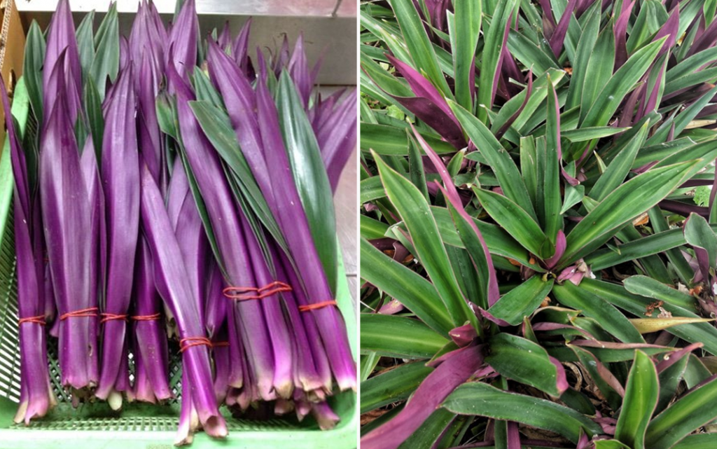 The Purple Maguey Plant — Benefits and Traditional Uses – WAWstock