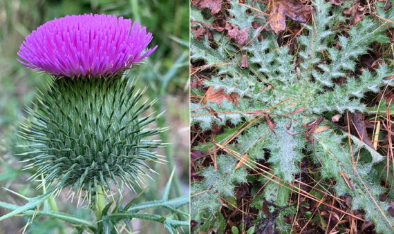 Bull Thistle Root Benefits: Uses, Healing Properties, and How to ...