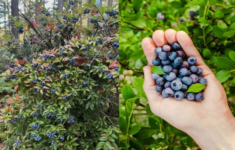 Evergreen Huckleberry (Vaccinium ovatum) – Benefits, Uses, and Growing ...