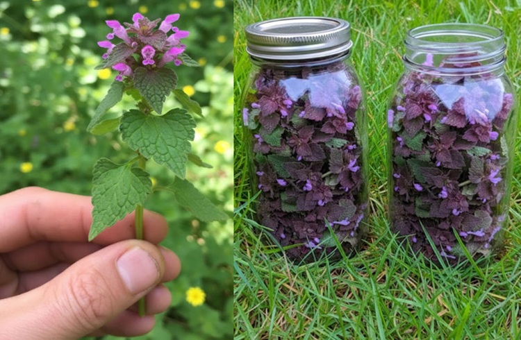 Purple Dead Nettle – Benefits and Uses of This Surprising Wild Herb ...