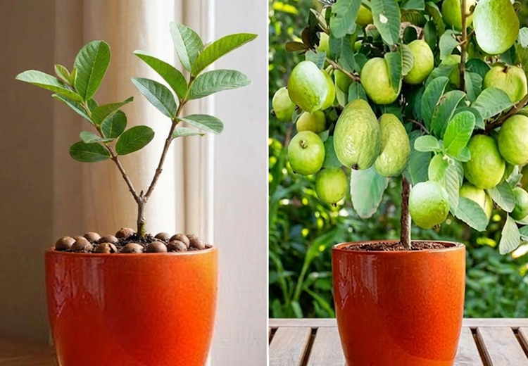 How to Grow Guava in Pots from Seeds: Step-by-Step Guide for Big ...