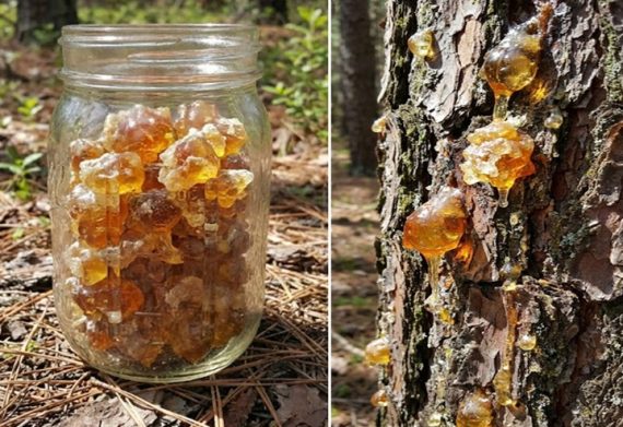 Natural Tree Resin: Top Benefits, and Traditional Uses – WAWstock