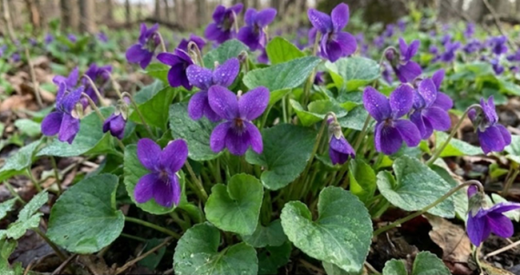 Sweet Violet (Viola odorata): Benefits, Uses, and Traditional Herbal ...